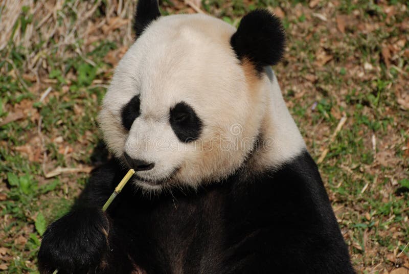 Really Cute Giant Panda Bear with Bamboo Stock Image - Image of snack ...