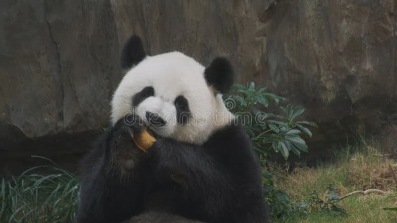 Cute Giant Panda Bear Eating Bamboo Stock Image - Image of portrait ...