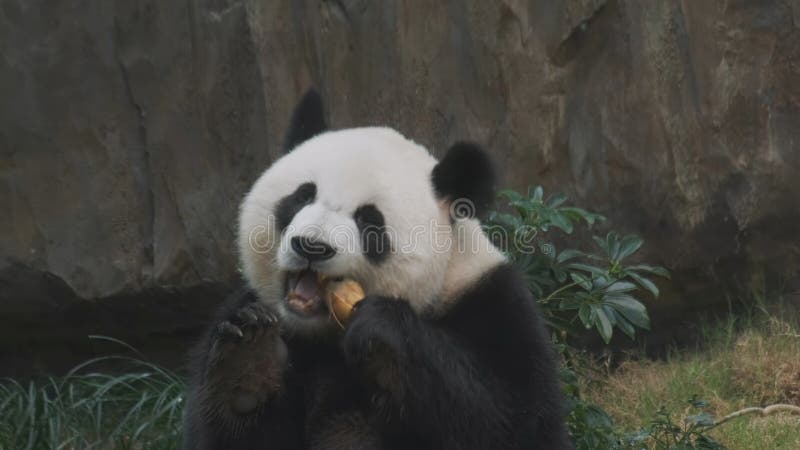 Cute Giant Panda Bear Eating Bamboo Stock Image - Image of panda ...