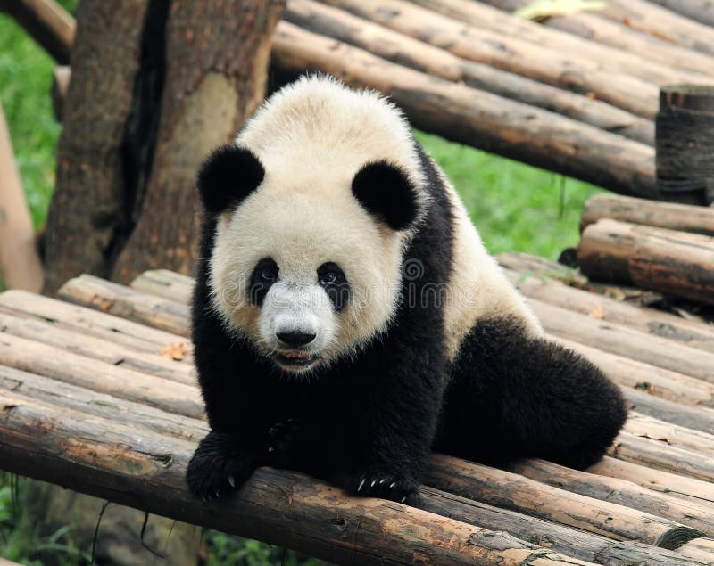 Cute Giant Panda Bear Posing for Camera Stock Image - Image of ...