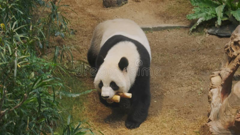 Cute Giant Panda Bear Walking Stock Image - Image of wildlife, forest: 375392849