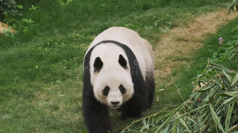 Cute Giant Panda Bear Walking Stock Photo - Image of wild, animal: 370029348
