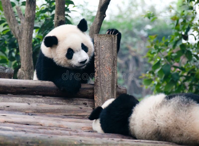 Cute Giant Panda Bear Posing for Camera Stock Photo - Image of china ...