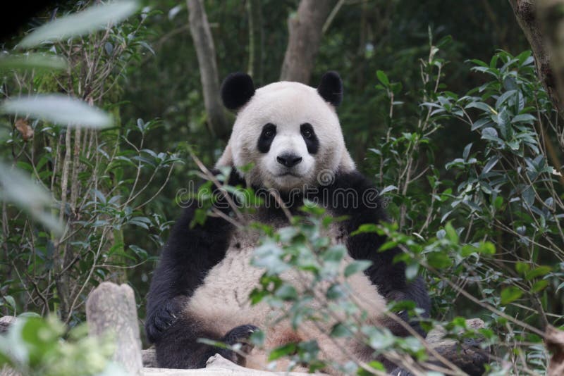 Cute Giant Panda in China, Round Face Panda Stock Image - Image of ...