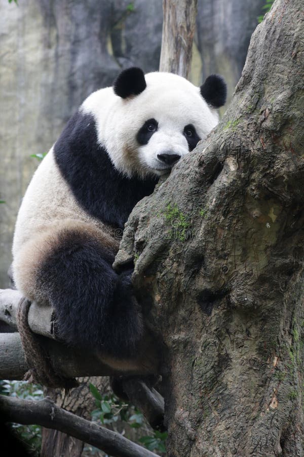 Cute Giant Panda in China, Round Face Panda Stock Photo - Image of ...
