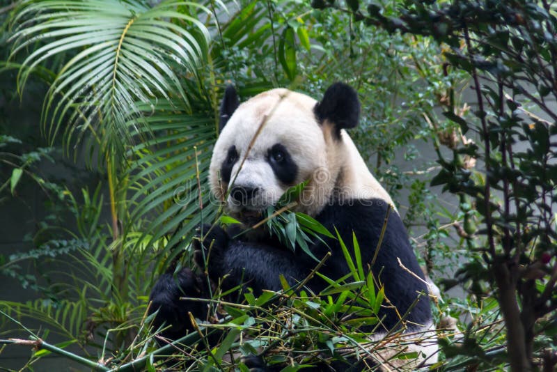 Cute Giant Panda Eating Bamboo Stock Photo - Image of eating, canine ...