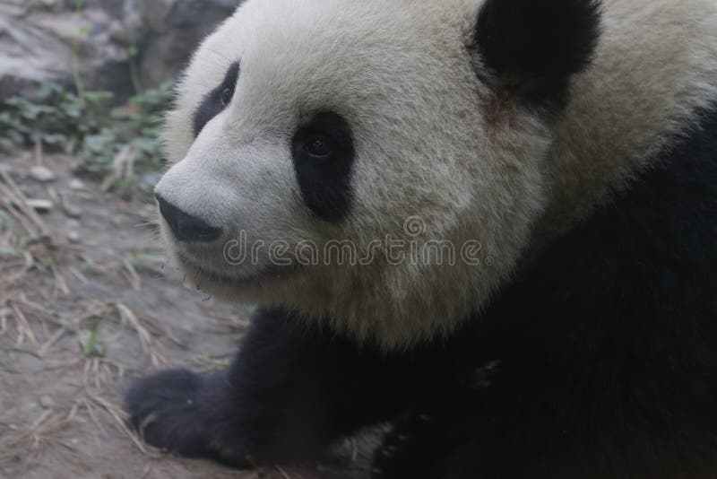 Funny Pose of Giant Panda stock photo. Image of beautiful - 121022918