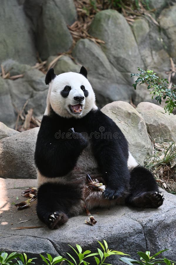 Cute Giant Panda Resting in the Park. Selective Focus Stock Photo ...