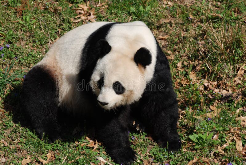 Cute Giant Panda Sitting and Looking Backwards Stock Photo - Image of ...