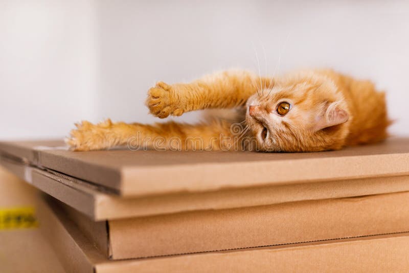 Cute Ginger Cat in Cardboard Box on Floor at Home Stock Image - Image ...