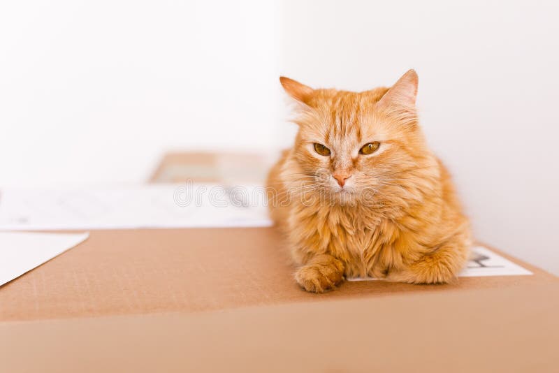 Cute Ginger Cat in Cardboard Box on Floor at Home Stock Image - Image ...