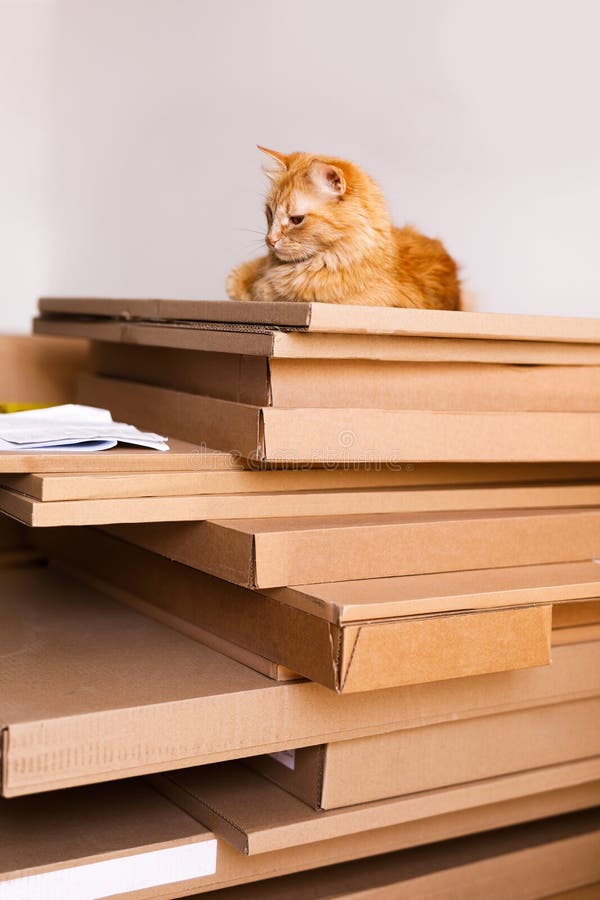 Cute Ginger Cat in Cardboard Box on Floor at Home Stock Image - Image ...