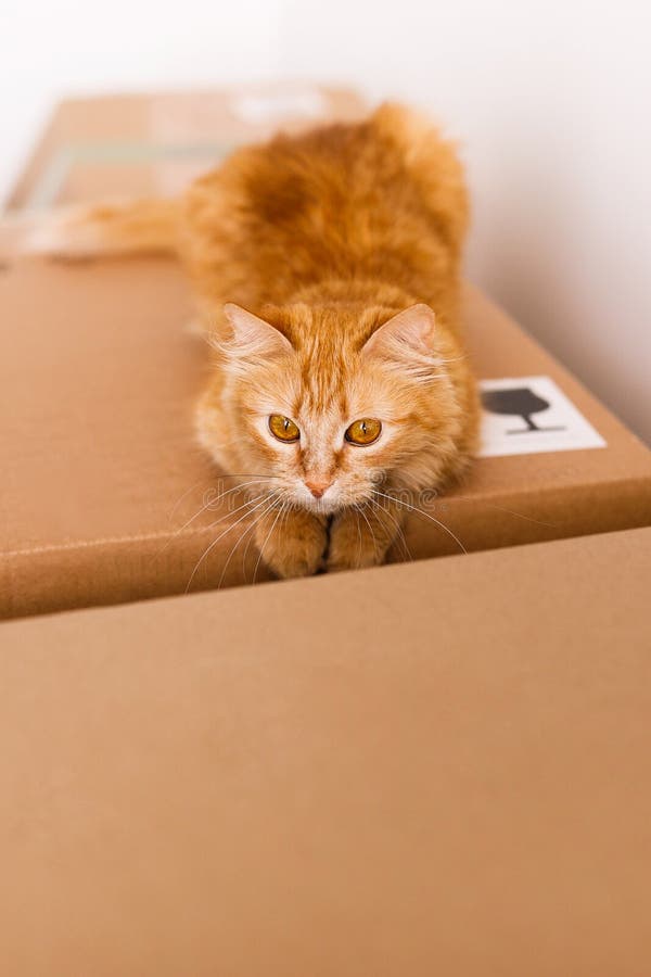 Cute Ginger Cat in Cardboard Box on Floor at Home Stock Photo - Image ...