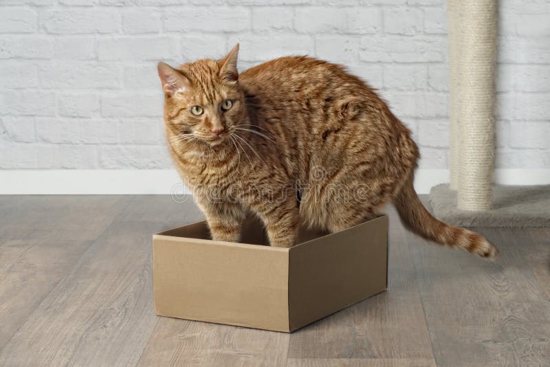 Cute Ginger Cat in Cardboard Box, Looking Sideways. Stock Photo - Image ...