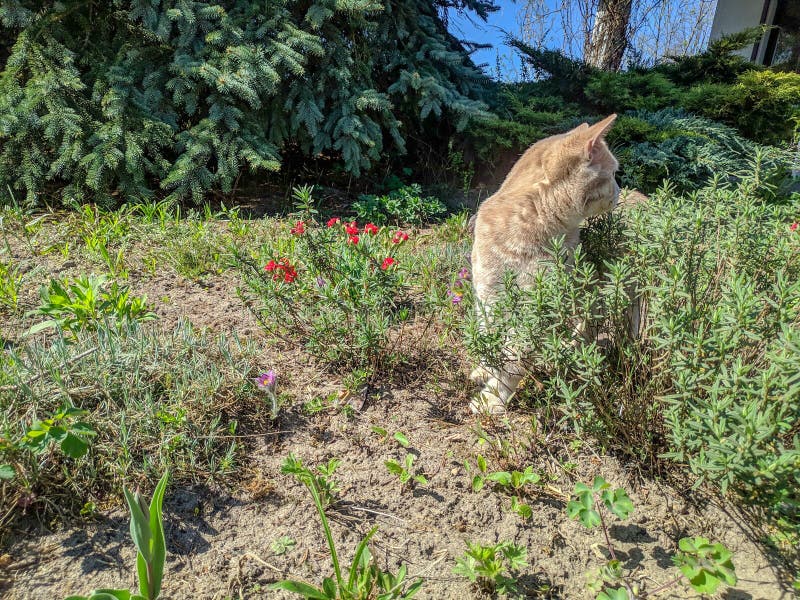 Cute Ginger Cat Cautiously Wandering in the Garden and Looking Back ...