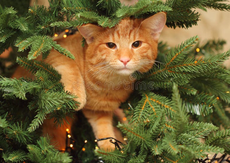 Cute Ginger Cat Climbing the Christmas Tree Stock Image - Image of ...