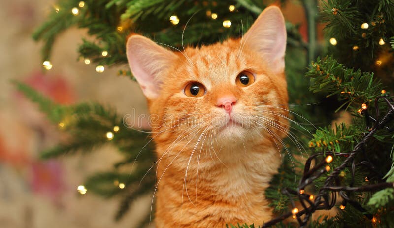 Cute Ginger Cat Climbing the Christmas Tree Stock Image - Image of ...