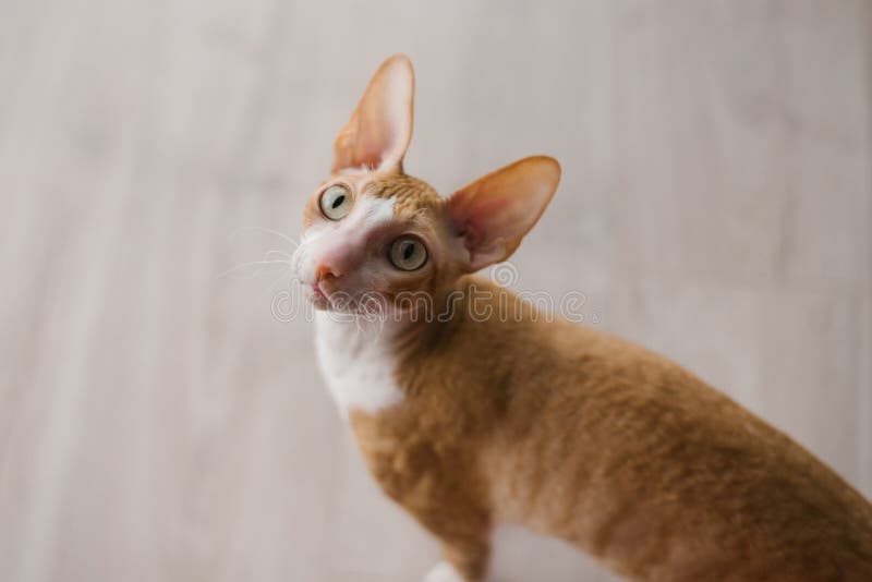 Ginger Cat Cornish Rex Sits on the Floor and Looks Up Carefully Stock ...