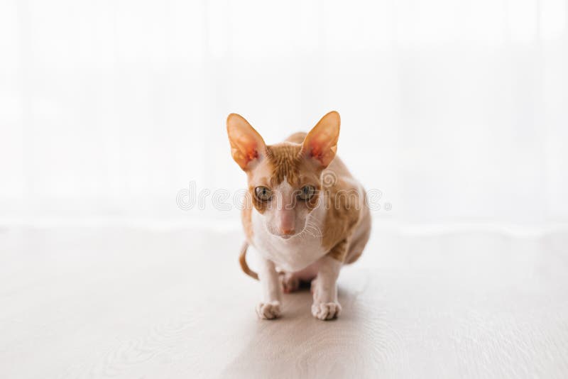 Cute Ginger Cat Cornish Rex is Sitting on the Floor and Carefully ...
