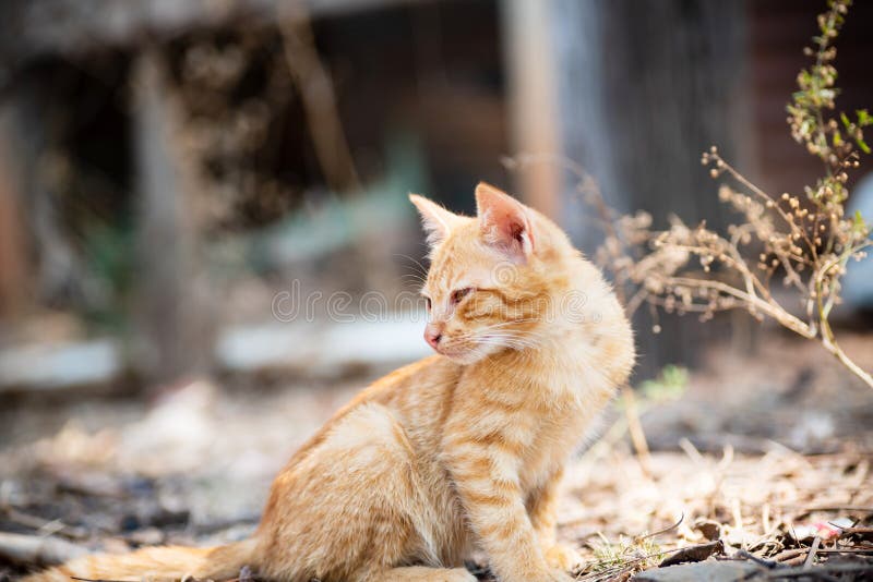 Cute Ginger Cat is Sleeping on the Mat Stock Image - Image of portrait ...