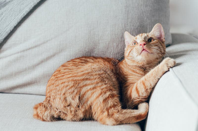 Cute ginger cat stock photo. Image of comfortable, furry - 197882138