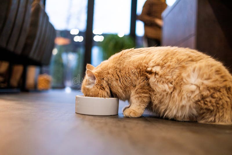Cute Ginger Cat Eating Food from Bowl in Kitchen Stock Image - Image of ...