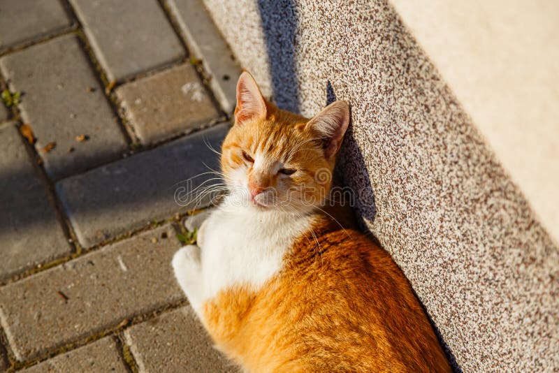 Cute Ginger Cat Enjoying the Sunlight while Lying Under a Wall Stock ...