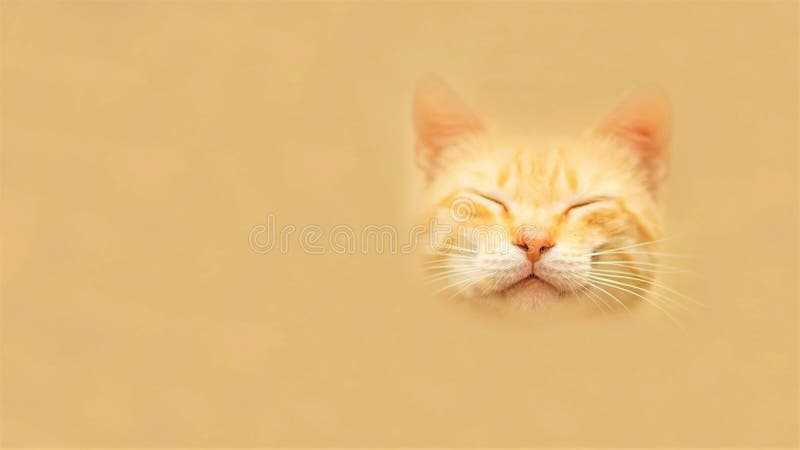 Cute Ginger Cat Happy Portrait with Closed Eyes in Beige Space Stock ...