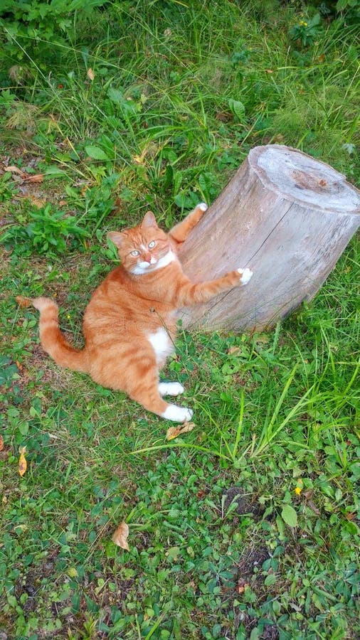 Cute Ginger Cat is Holding a Tree Stump Stock Photo - Image of animal ...