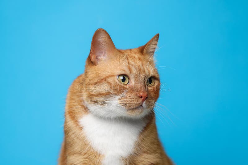 Cute Ginger Cat on Light Blue Background. Adorable Pet Stock Photo ...