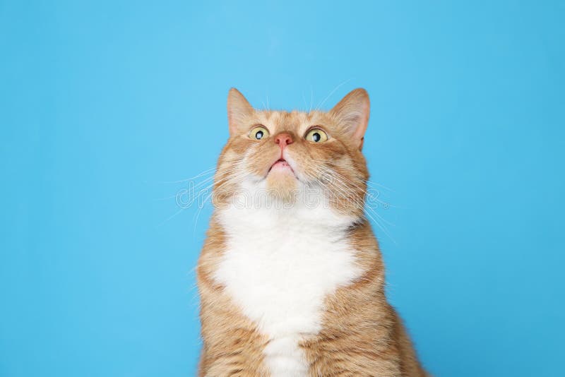 Cute Ginger Cat on Light Blue Background. Adorable Pet Stock Photo ...