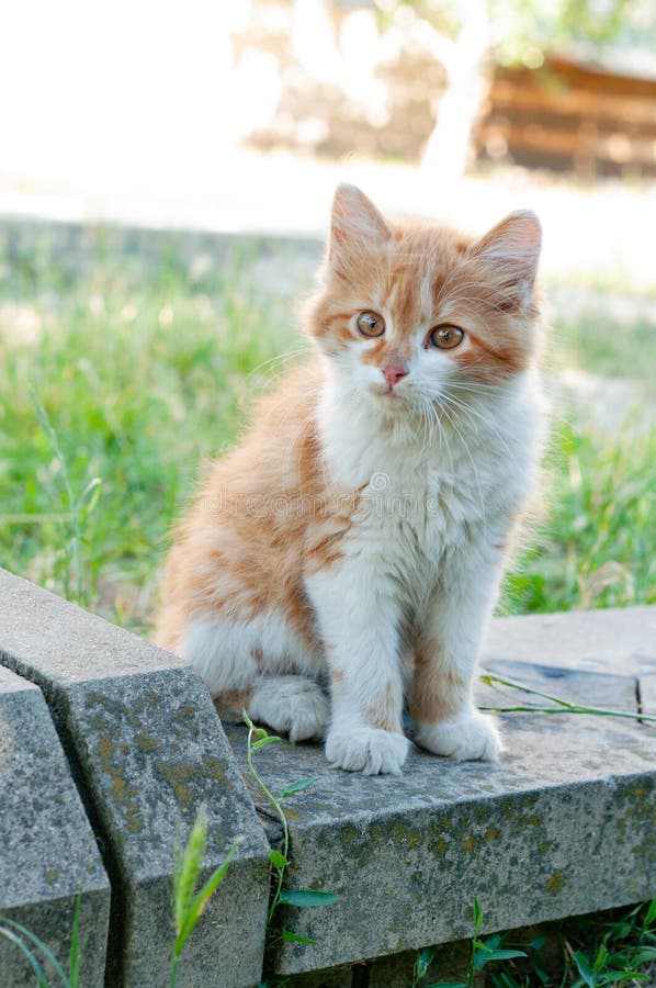 Ginger Cat Looking Away on Green Grass Stock Image - Image of white ...