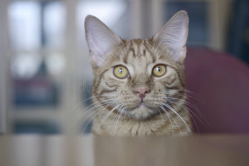 125 Cat Looking Over Table Stock Photos - Free & Royalty-Free Stock ...