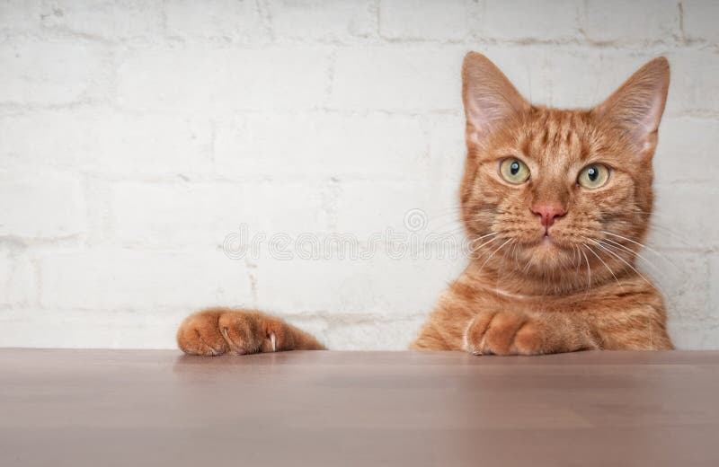 125 Cat Looking Over Table Stock Photos - Free & Royalty-Free Stock ...