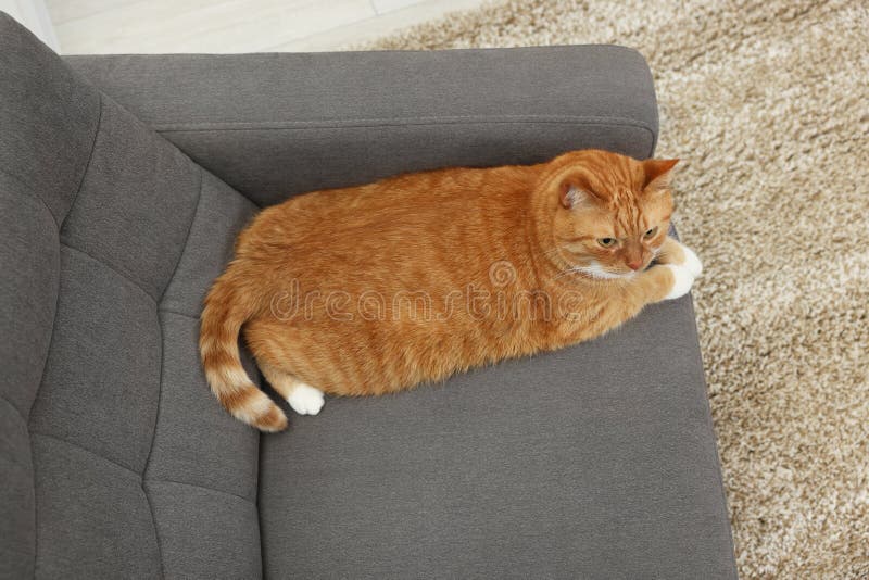 Cute Ginger Cat Lying on Armchair at Home, Above View Stock Image ...