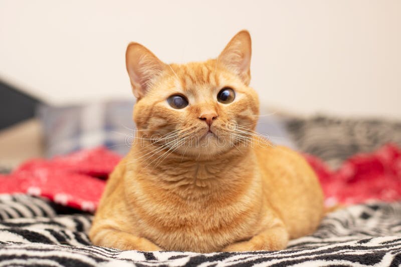 Cute Ginger Cat Lying on the Bed Stock Photo - Image of cats, basket ...