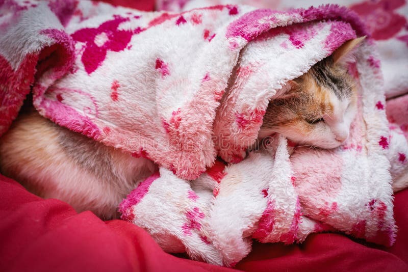 Ginger Cat Lying in Bed Under a Blanket Stock Image - Image of domestic ...