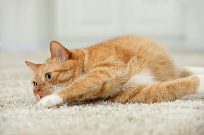 Cute Ginger Cat Lying on Carpet at Home, Closeup Stock Image - Image of ...