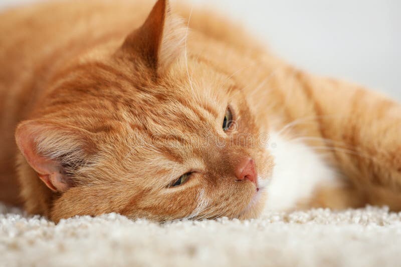 Cute Ginger Cat Lying on Carpet at Home, Closeup Stock Image - Image of ...