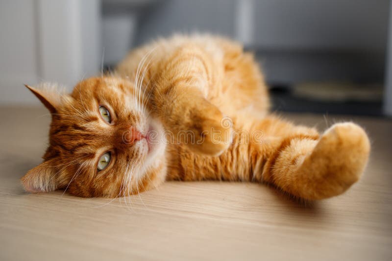 Cute Ginger Cat Lying on the Floor Close Up Stock Photo - Image of cute ...