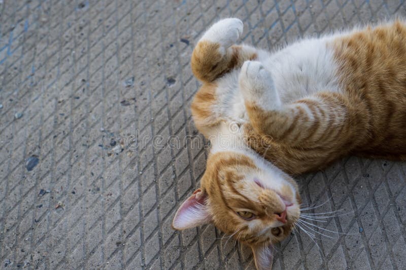 A Cute Ginger Cat is Lying on the Ground Stock Photo - Image of ...