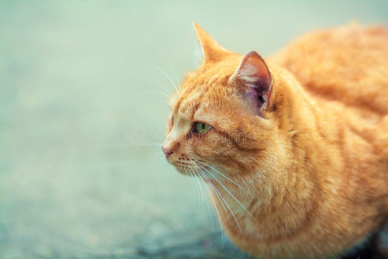 Portrait of the Cute Red Cat Stock Photo - Image of fall, look: 116511732