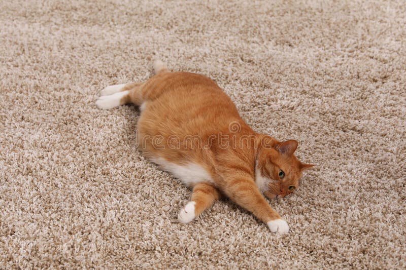 Cute Ginger Cat Lying on Soft Carpet Stock Photo - Image of endearing ...