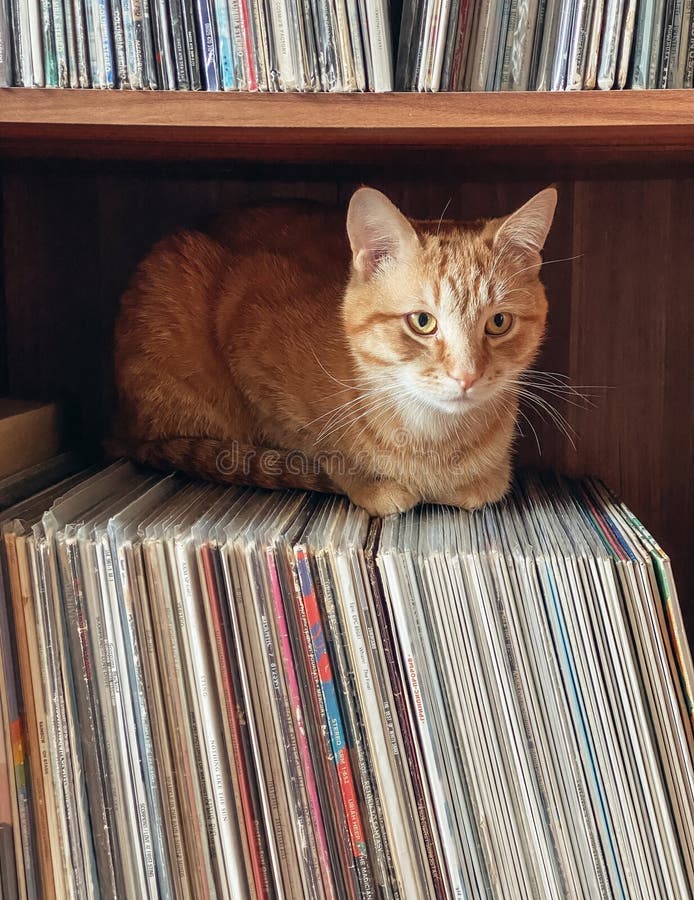 Cute Ginger Cat Lying on a Stack of Vinyl Records Stock Photo - Image ...