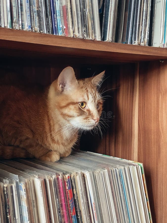 Cute Ginger Cat Lying on a Stack of Vinyl Records Stock Image - Image ...