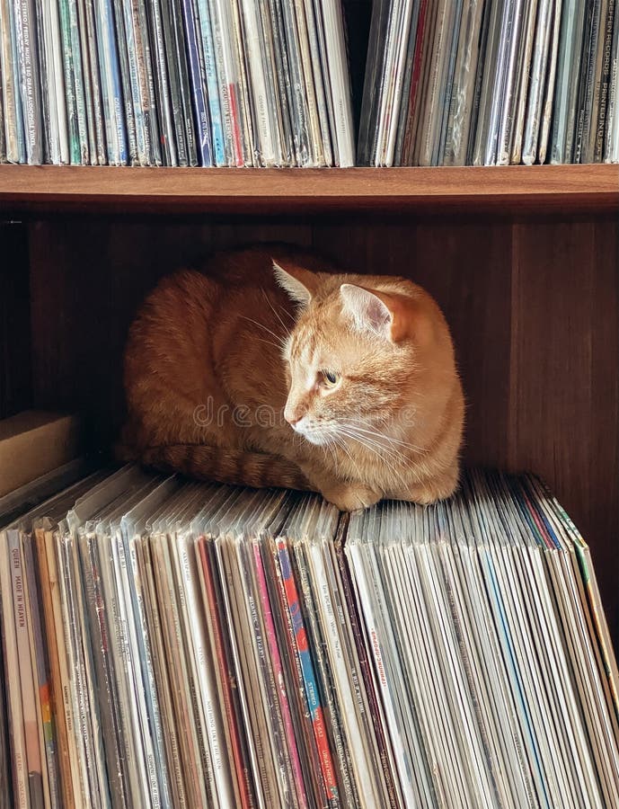 Cute Ginger Cat Lying on a Stack of Vinyl Records Stock Photo - Image ...
