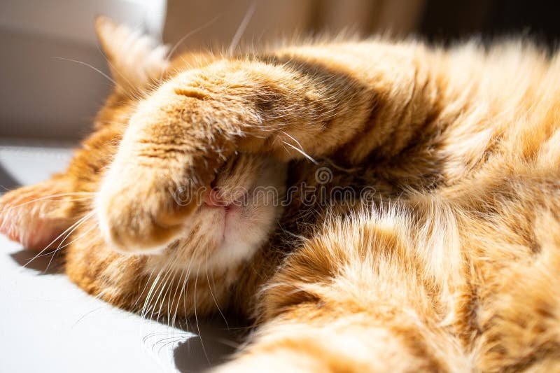 Cute Ginger Cat Lying Under the Sun and Enjoying Stock Image - Image of ...