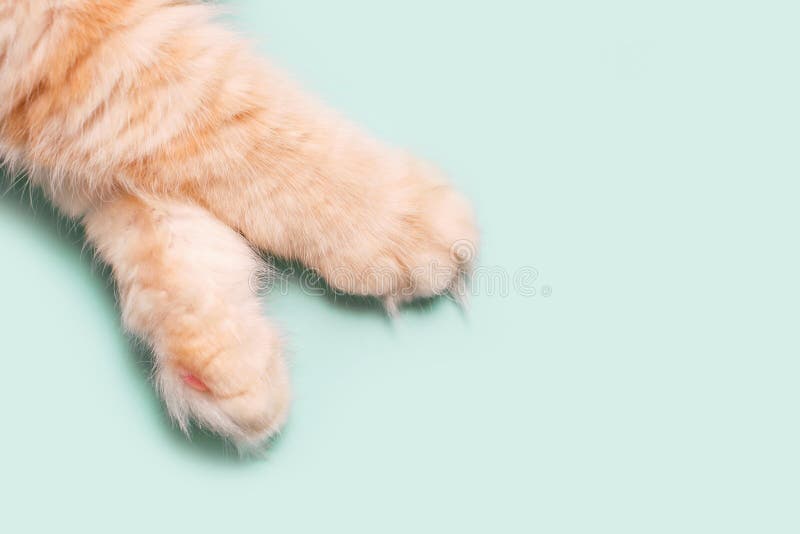 Cute Ginger Cat Paws on Mint Background Close-up Top View, Copy Space ...
