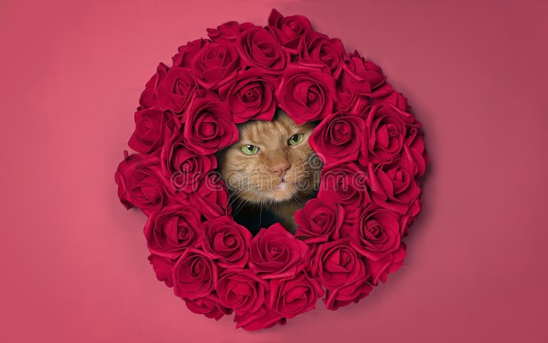 Cute Ginger Cat Peeking Curious through a Red Rose Flower Wreath. Stock ...