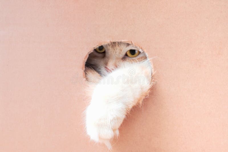 Cute Ginger Cat Peeking Out of a Hole in Cardboard Box Front View ...